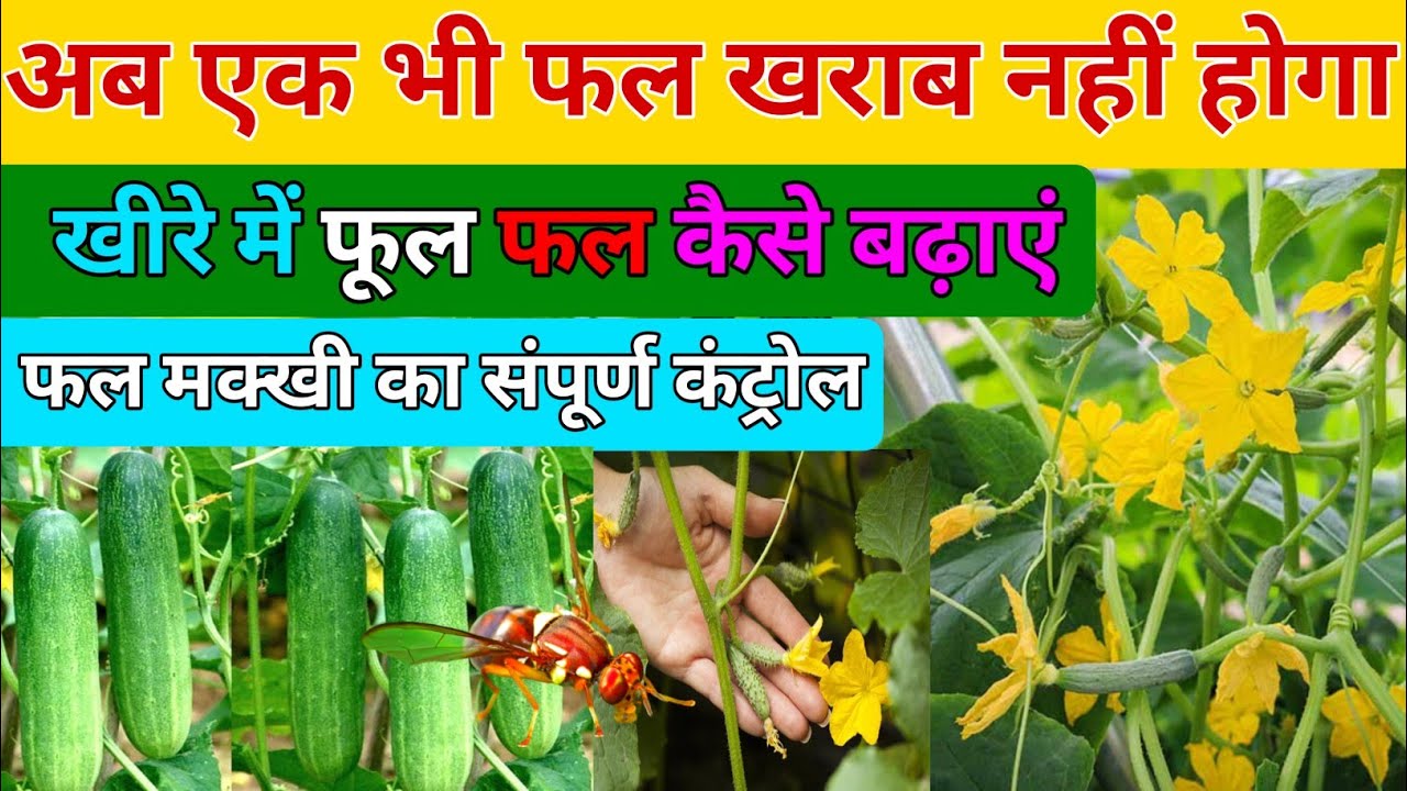 खीरे में फल फूल कैसे बढ़ाएं// खीरे में सबसे ताकतवर स्प्रे//Cocumber ...