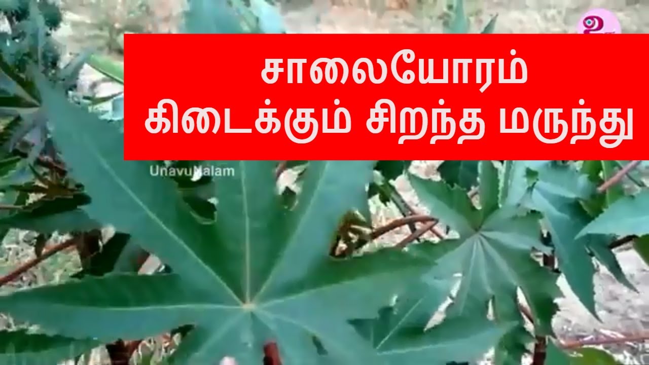 சாலையோரம் கிடைக்கும் சிறந்த மருந்து | Amanakku uses in Tamil | Amanakku ...