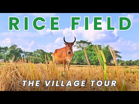 Village Life Tour: Exploring Cows, Pigs, and Fields of Harvested Crops ...