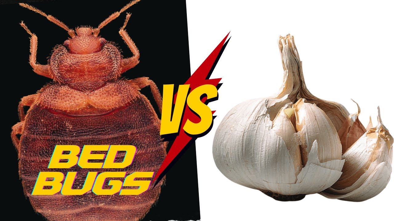 How to use Garlic for Bed bugs? - YouTube