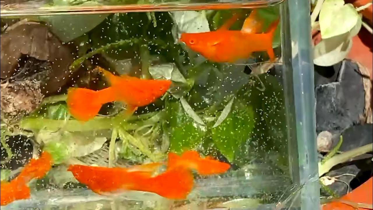 Tri ân cuối năm 20 cặp koi red ear ribbon - YouTube