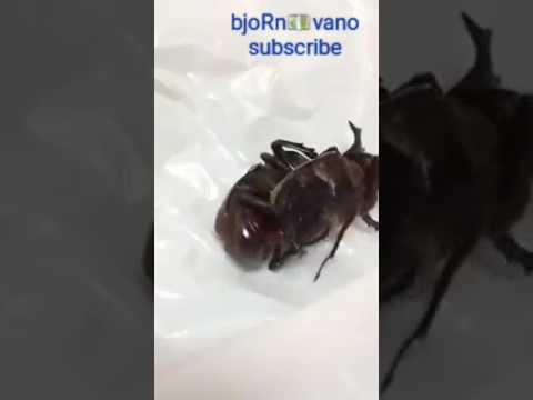 Must watch 😨 insect rape - YouTube