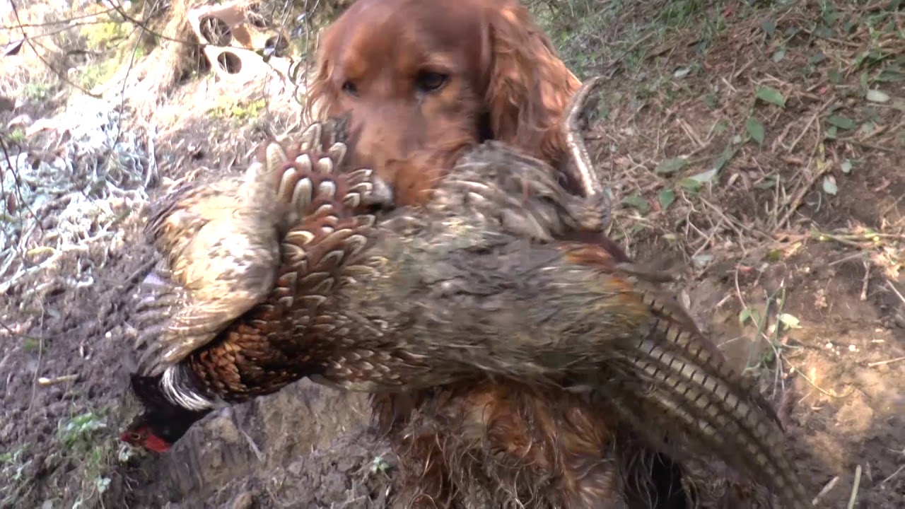 The last weekend of the Pheasant hunting season 2018 - YouTube
