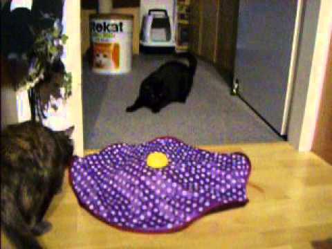 Layla und der Mouse Rotator 2 - YouTube