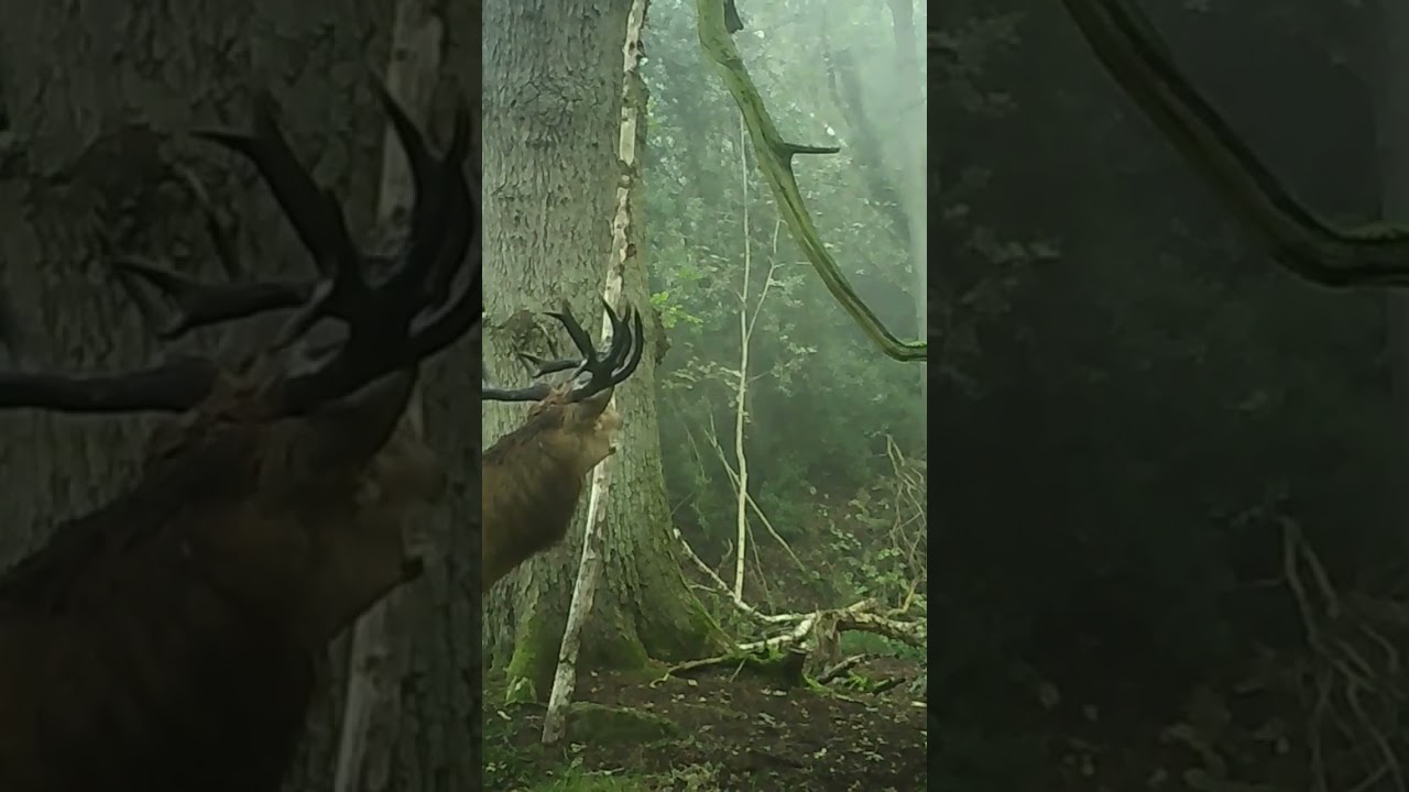 HUGE Stag Roars In The Mist - YouTube