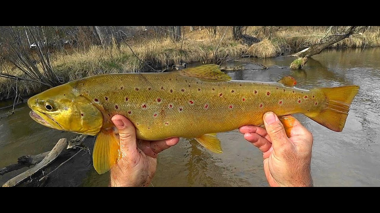 Wisconsin Trout Fishing - 4/5/2021 - YouTube