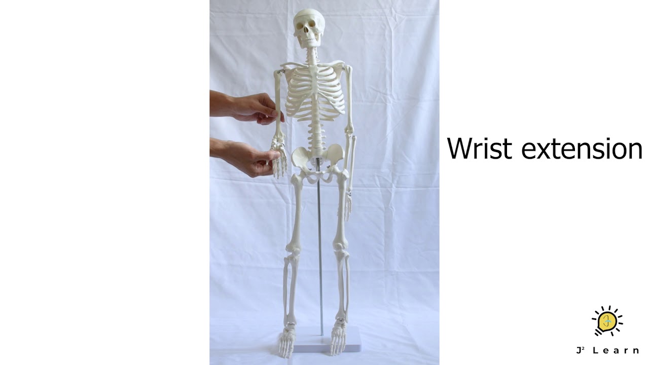 85cm Skeletal Anatomy Model - Movement Demonstration (Front View) - YouTube