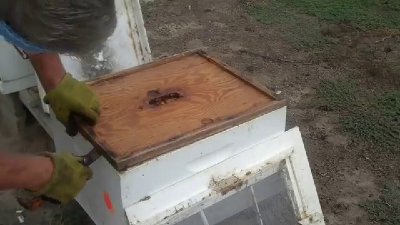 Combining two Honey Bee Colonies or Hives - YouTube