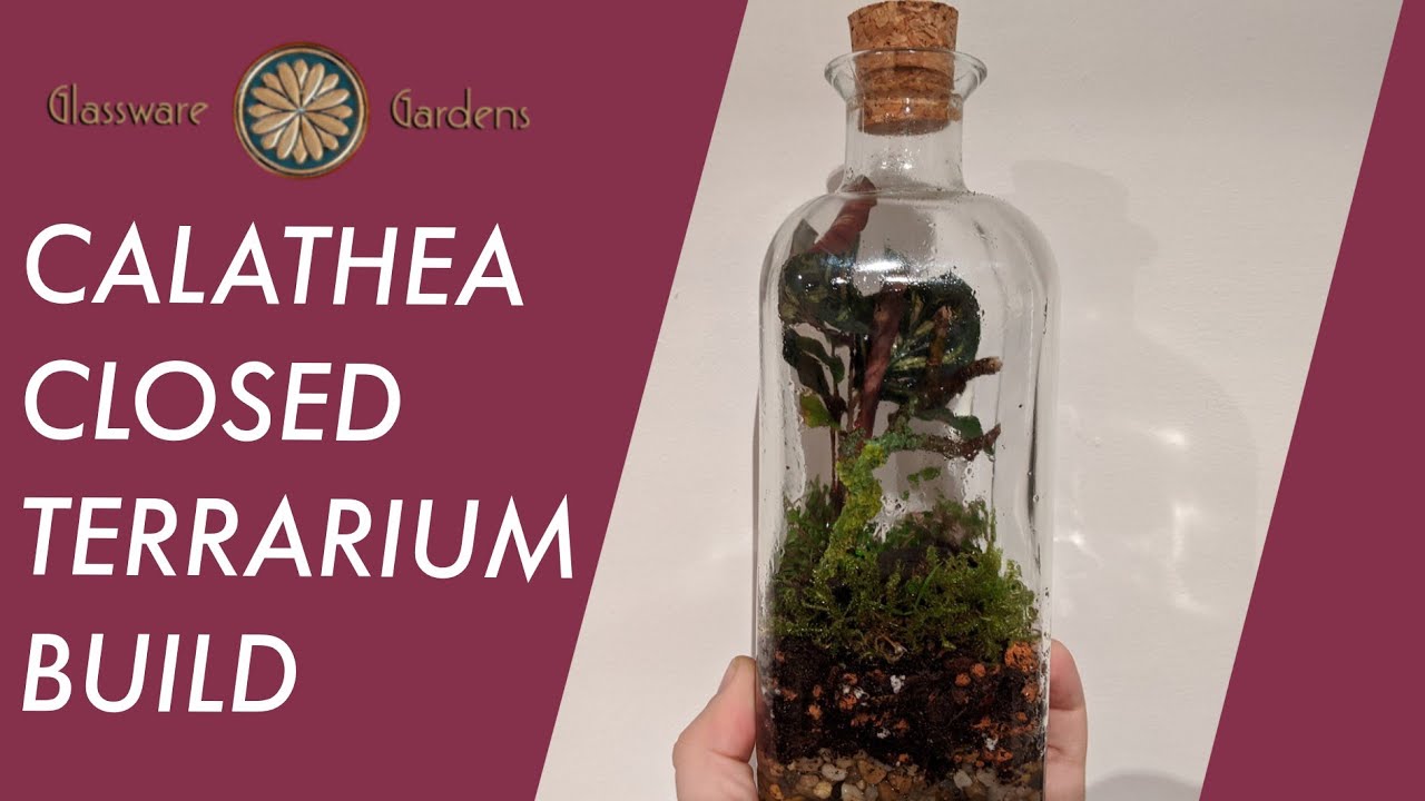 CALATHEA CLOSED TERRARIUM: Step by step guided build - YouTube