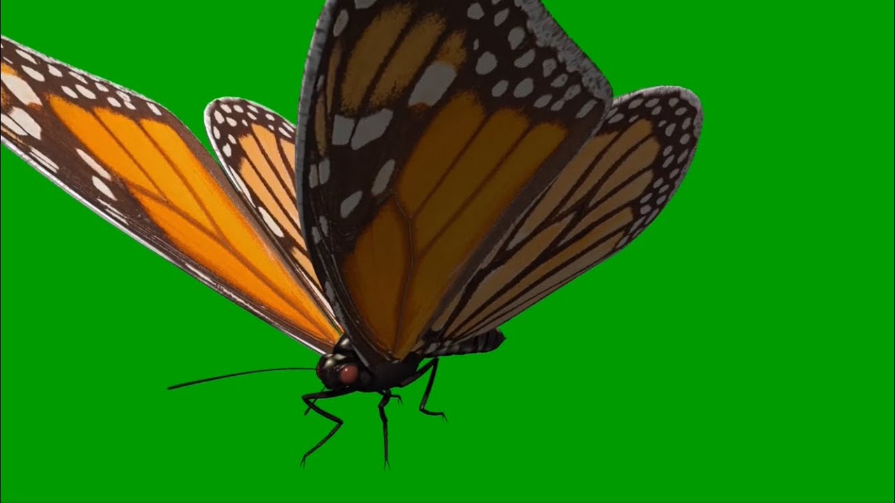 Green Screen Butterfly - YouTube
