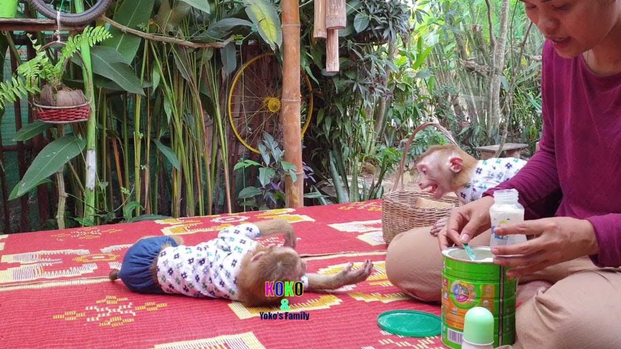 Brother Koko Make Little BB Monkey Yoko Crying Loudly Because Koko ...