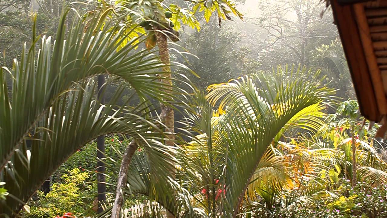 Sound of Indri Lemur - YouTube