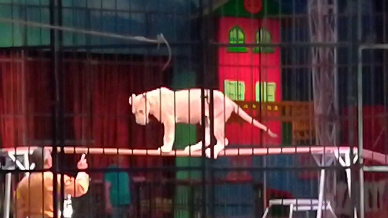 ((Zsis)) jungle land circus part two - YouTube