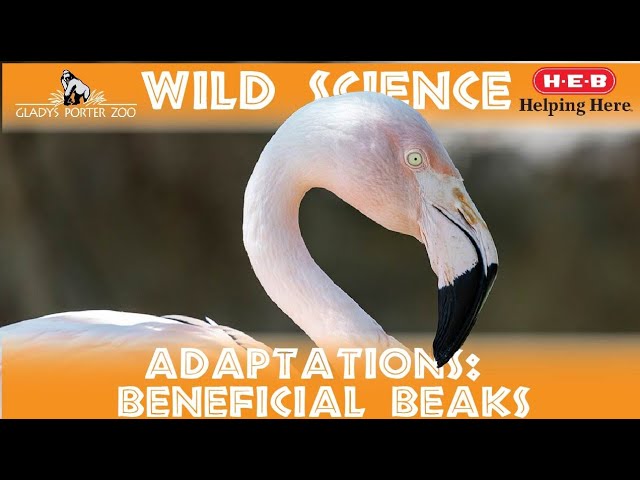 Birds Beaks Adaptations