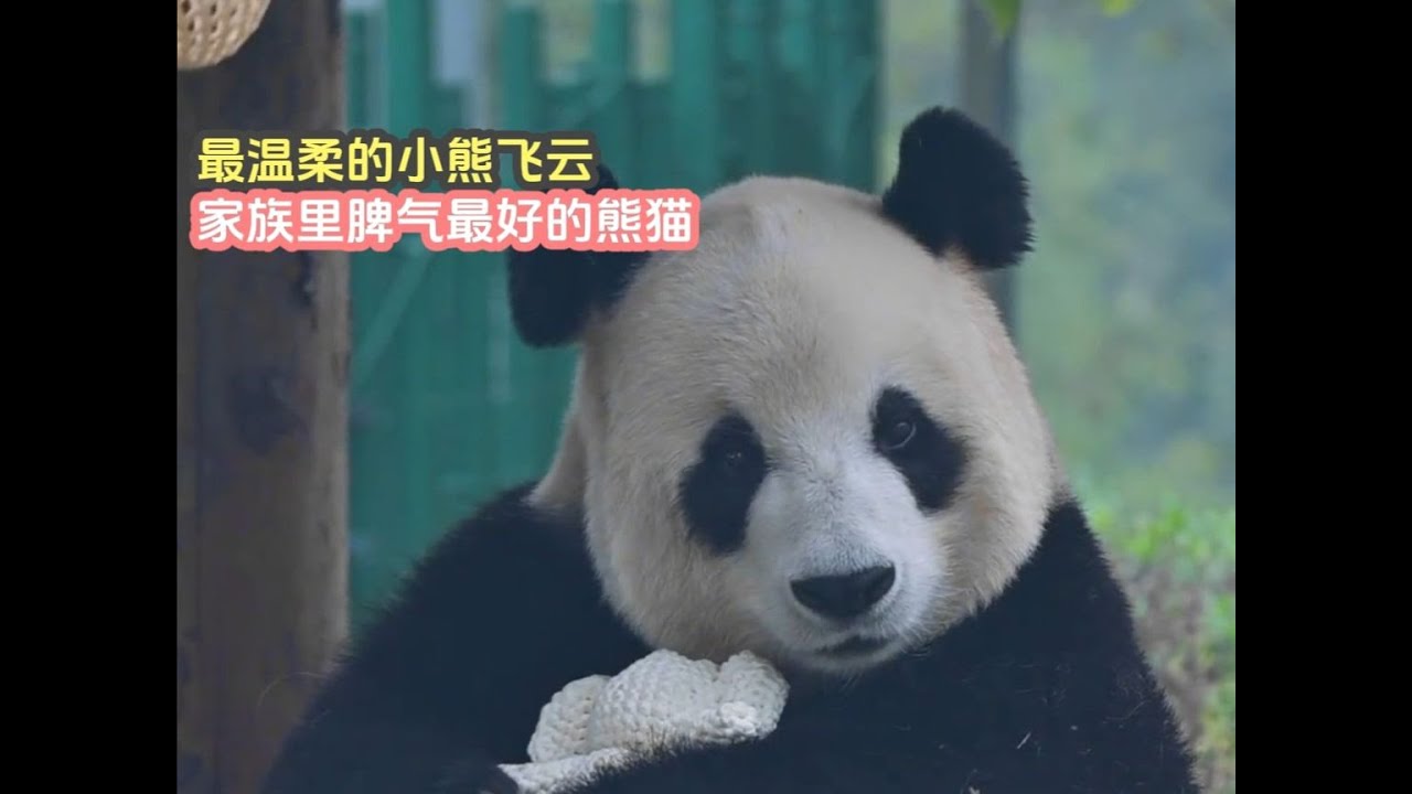 The gentlest giant panda Feiyun 最温柔的大熊猫飞云，家族里脾气最好的熊猫，金虎是真的熊菜爱挑事 - YouTube