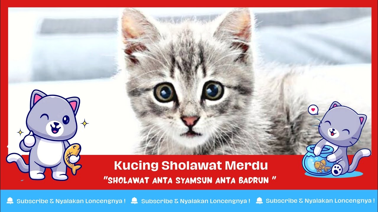 Kucing Sholawat Merdu "Sholawat Anta Syamsun Anta Badrun" - YouTube