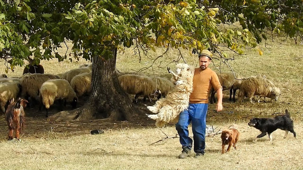 LA STANA TANARULUI CRISTI,OI TURCANE SI CIOBANESTI ROMANESTI LA ...