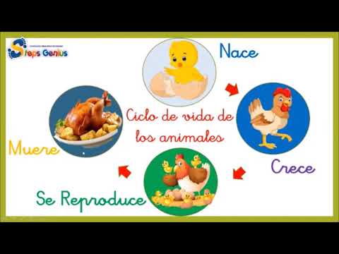 CICLO DE VIDA DE LOS ANIMALES - YouTube