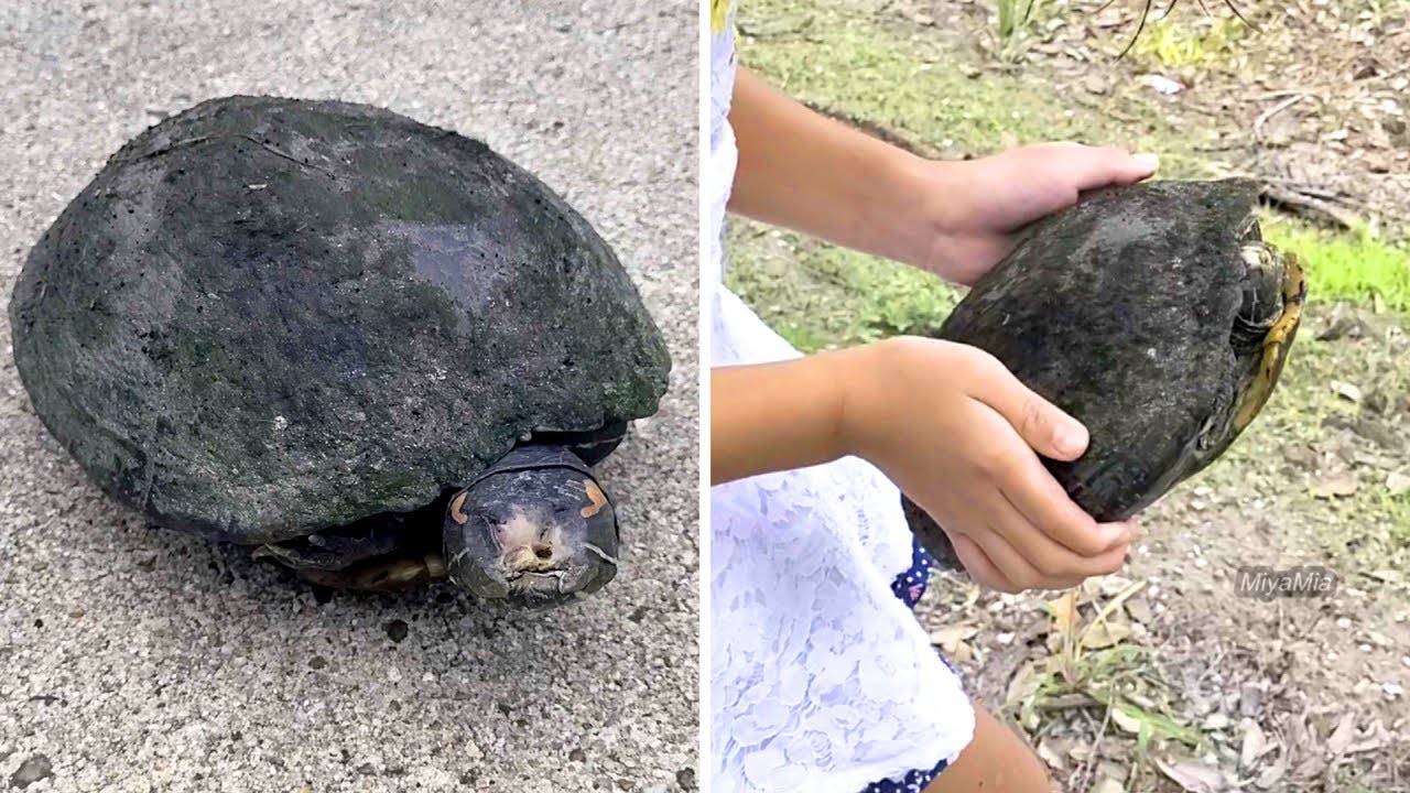 Poor Turtle missing face alive! Send It Back to Ditch - YouTube