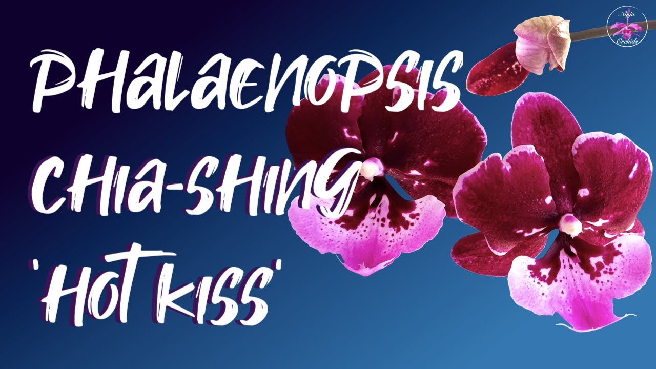 #GVOS2020 - Phalaenopsis Chia-Shing ‘Hot Kiss’ #ninjaorchids - YouTube