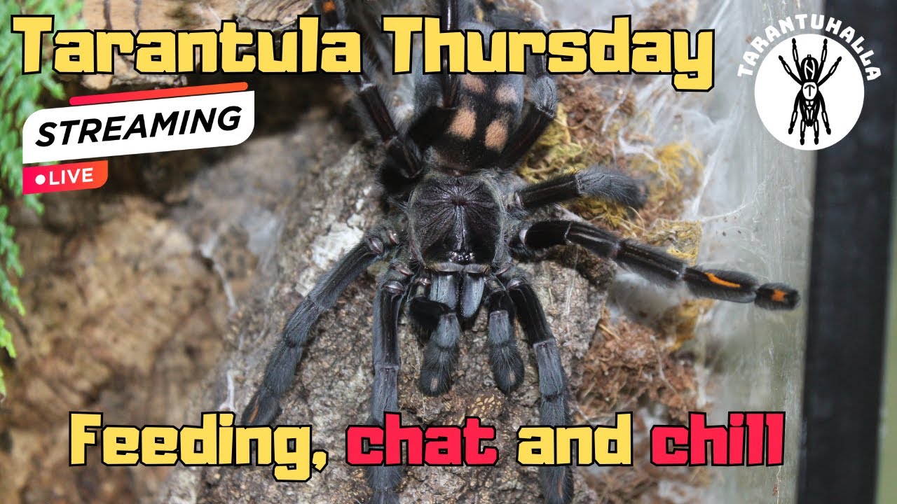 Tarantula Thursday - Feed, chat and chill before the storm 18.09.2025 # ...