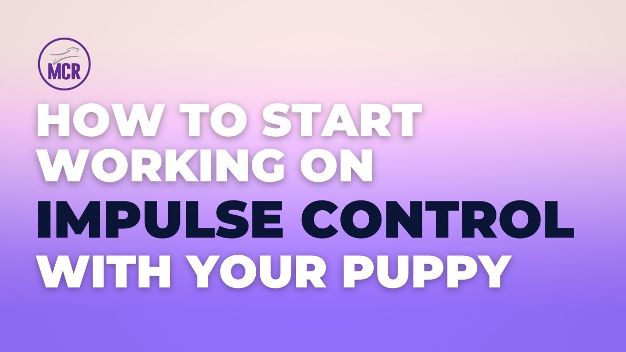 How to start working on impulse control with your puppy - YouTube