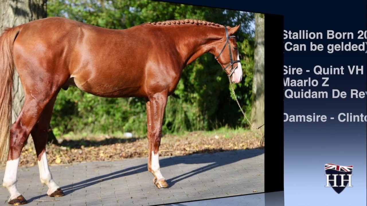 Quint VH Maarlo Z (Quidam De Revel) x Clinton Stallion Born 2015 - YouTube