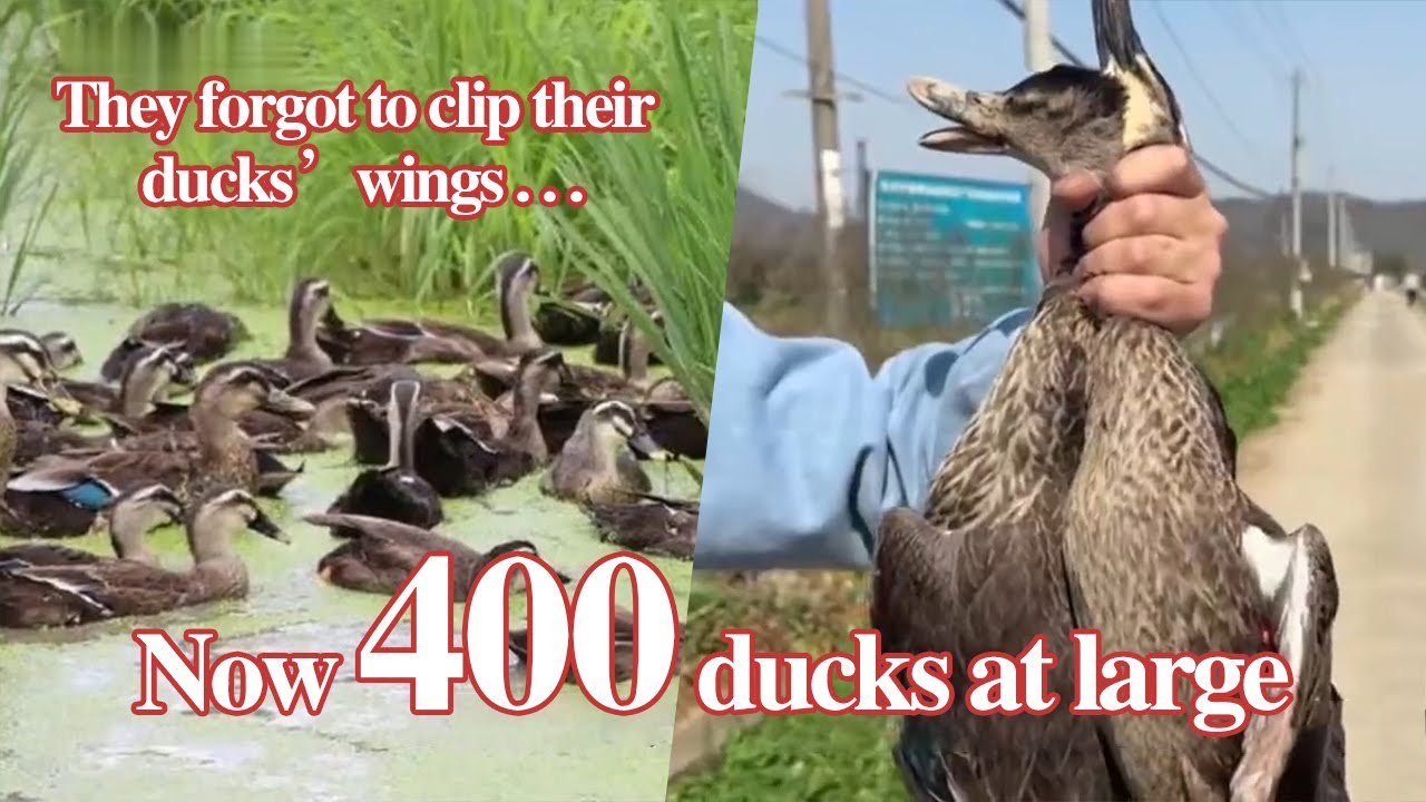 Farm mishap: 400 ducks now at large as farmer forgot to clip their ...