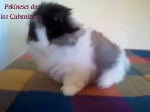 Parti pekingese puppy 2 months old - Cachorra pekinés particolor 2 ...