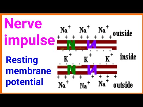 nerve impulse & resting membrane potential /#nerveimpulse #RMP # ...