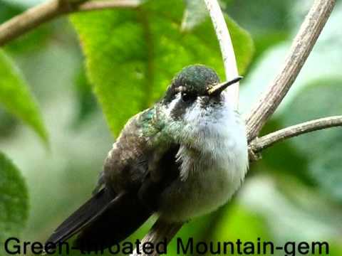 Guatemala Birdwatching - Birds Guatemala - Lake Atitlan.wmv - YouTube