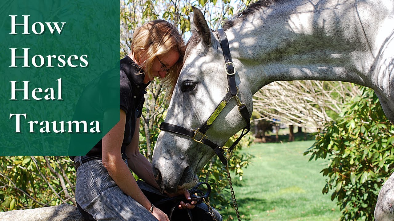 Integrative Equine Therapy: How can horses help heal trauma? | # ...