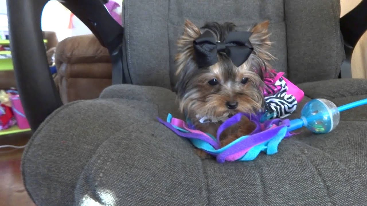 Priceless Yorkie Puppy Worlds Cutest Smallest Teacup Yorkies Puppies ...