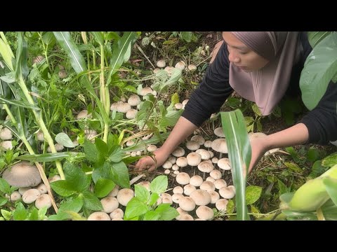 ALHAMDULILLAH Dapat Jamur Trucuk Yang Sangat Banyak