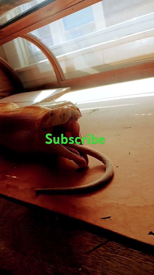 Burmese Python swallow huge rat #snake #reptileworld #reptilelove ...