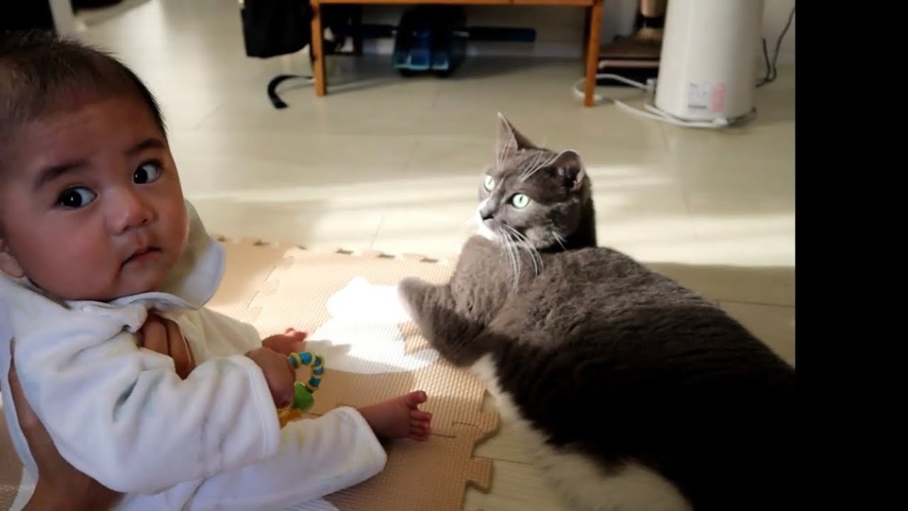 仲良くしたい赤ちゃんと警戒する猫 A baby who wants to get along with a cautious cat ...