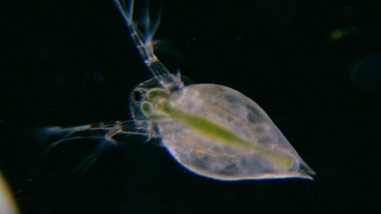 Water flea under the MICROSCOPE // invisible world - YouTube