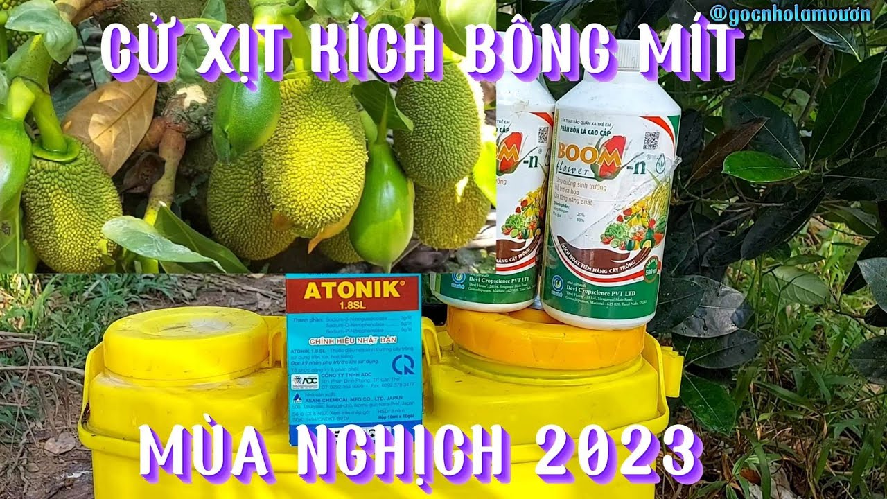 CÁCH XỊT KÍCH BÔNG MÍT .MÙA NGHỊCH 2023 - YouTube