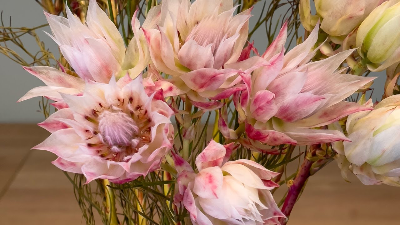 Introducing Blushing Bride Protea - YouTube