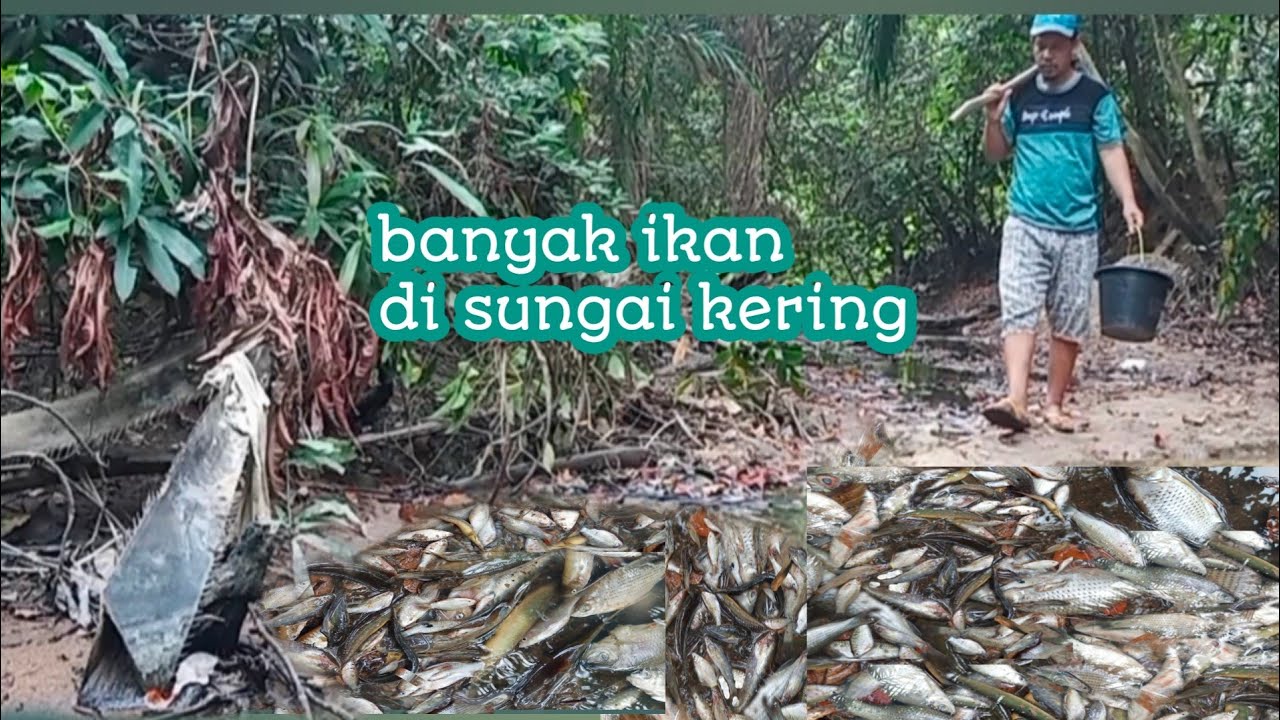 Mencari ikan di sungai kering, hasil nya sampe kewalahan ngambilin ikan ...