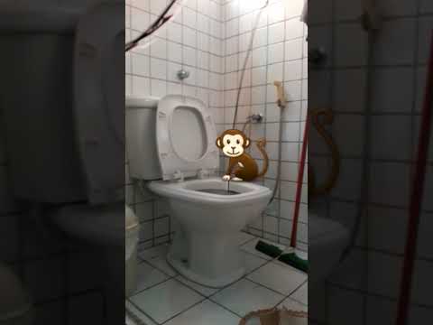 mamaco cagando no meu vaso