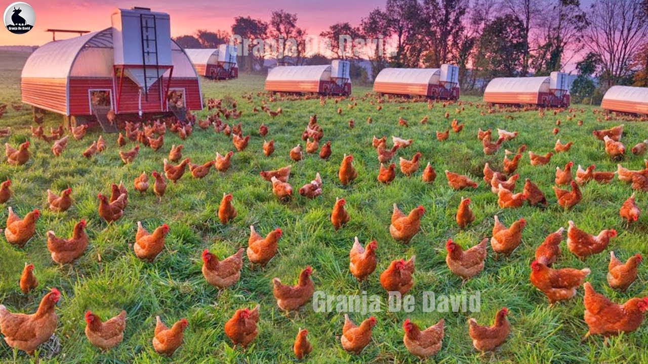 Cómo la agricultora estadounidense cría millones de aves de corral en ...
