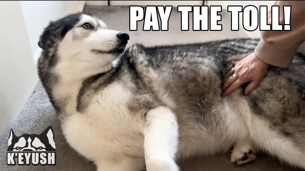 Husky Won’t Let You Past Until You Pay His Belly Toll! - YouTube