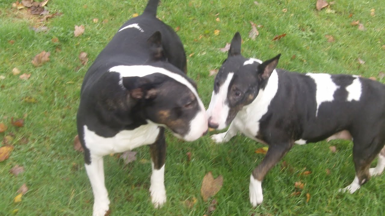 English Bull Terriers Badger Bailey & Princess Pops at A & B Dogs ...