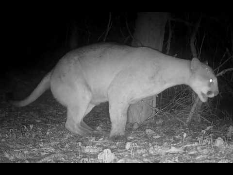 Male mountain lion scraping at community scrape western Nebraska July 2026 1am