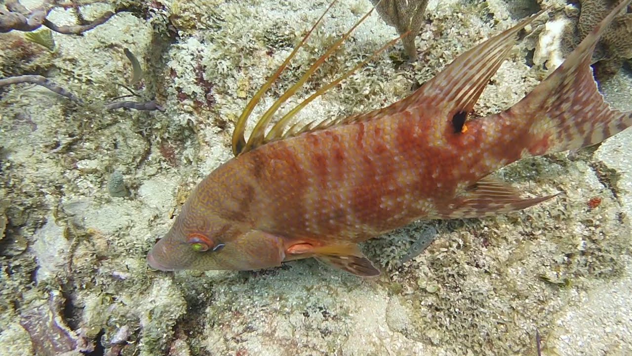Hogfish TP - YouTube