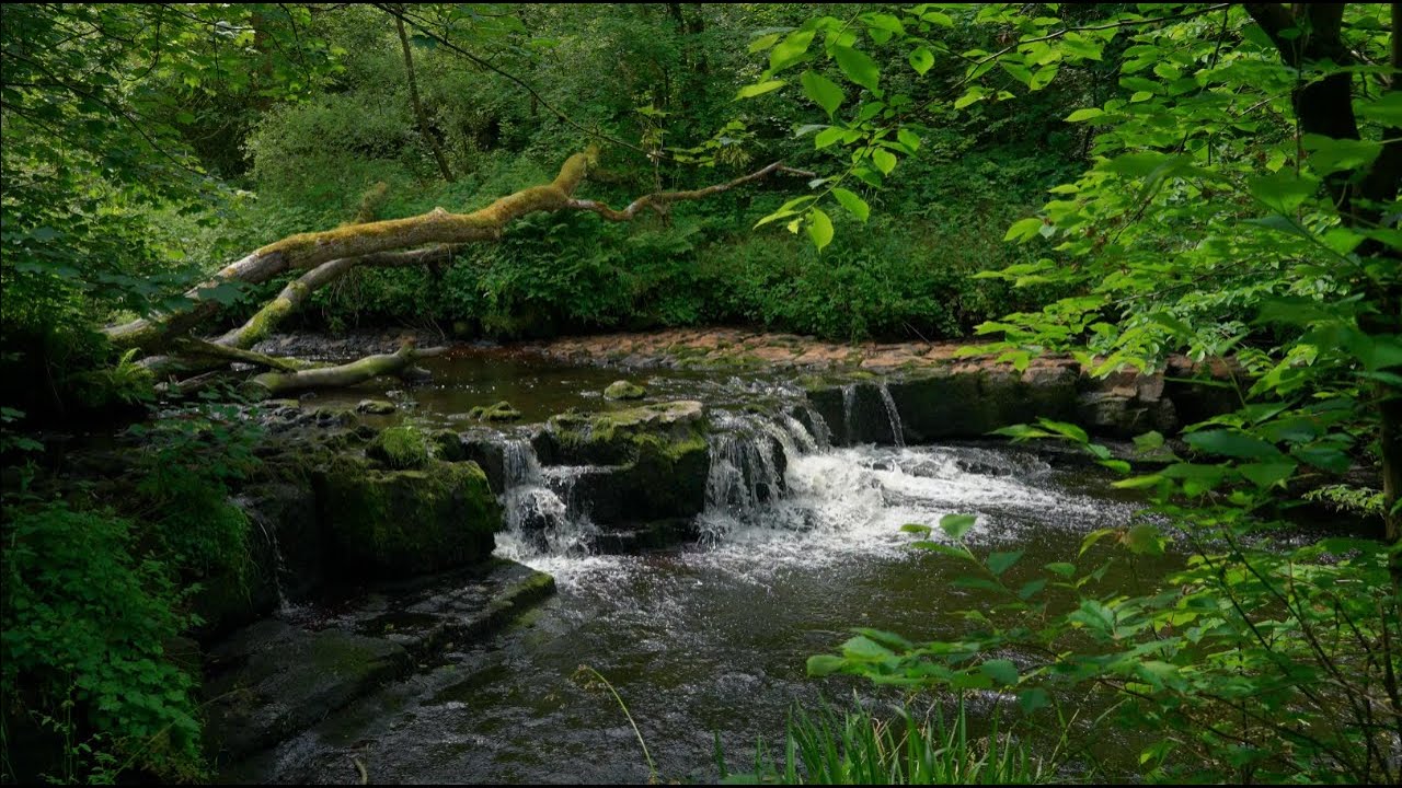 Peaceful Forest Stream and Birds – Nature Sounds for Deep Relaxation ...