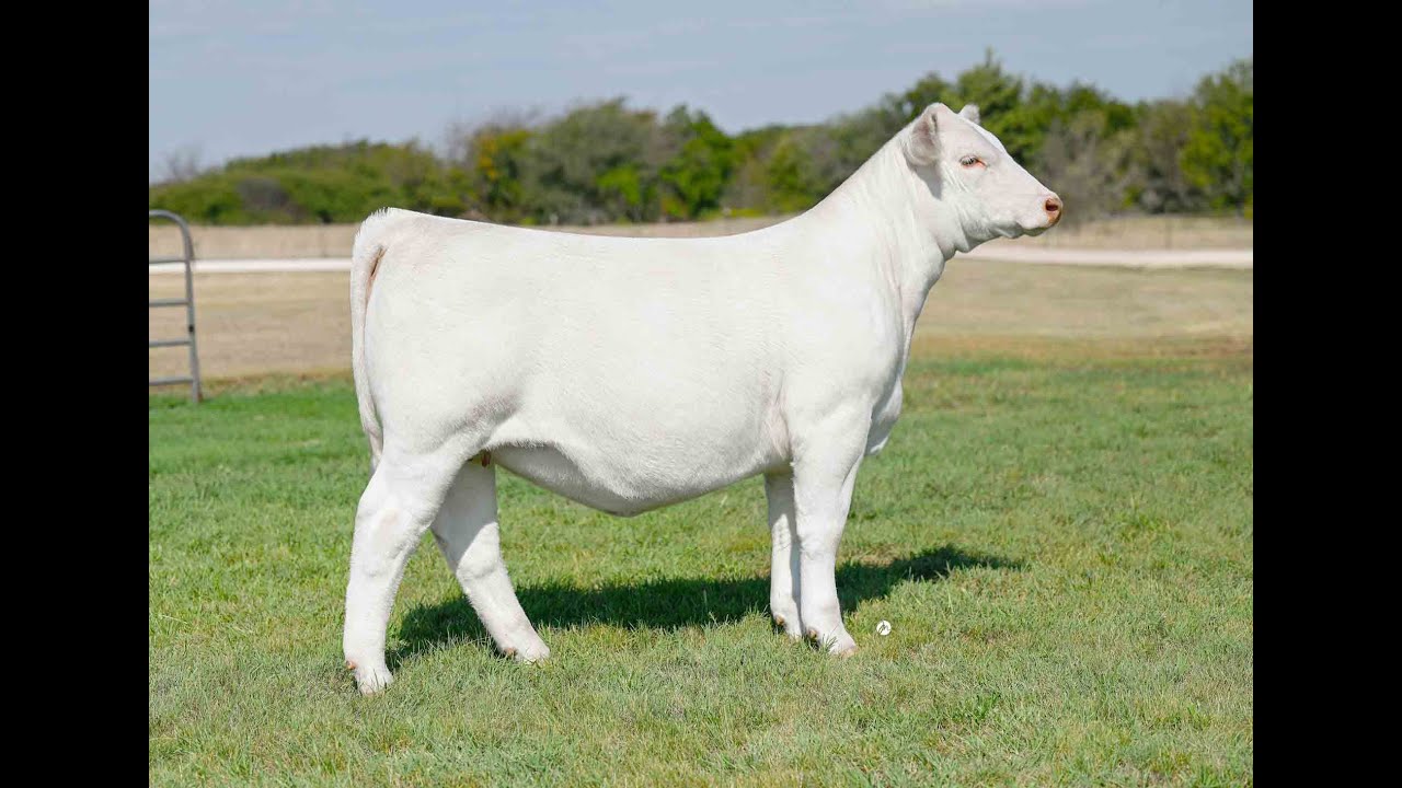 Lot 10 | Bar A Cattle - YouTube