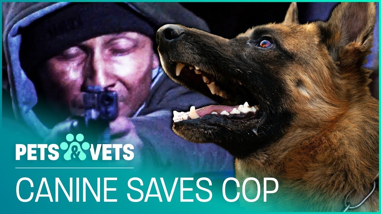 Heroic German Shepherd Protects Owner From Gunman | Pet Heroes - YouTube