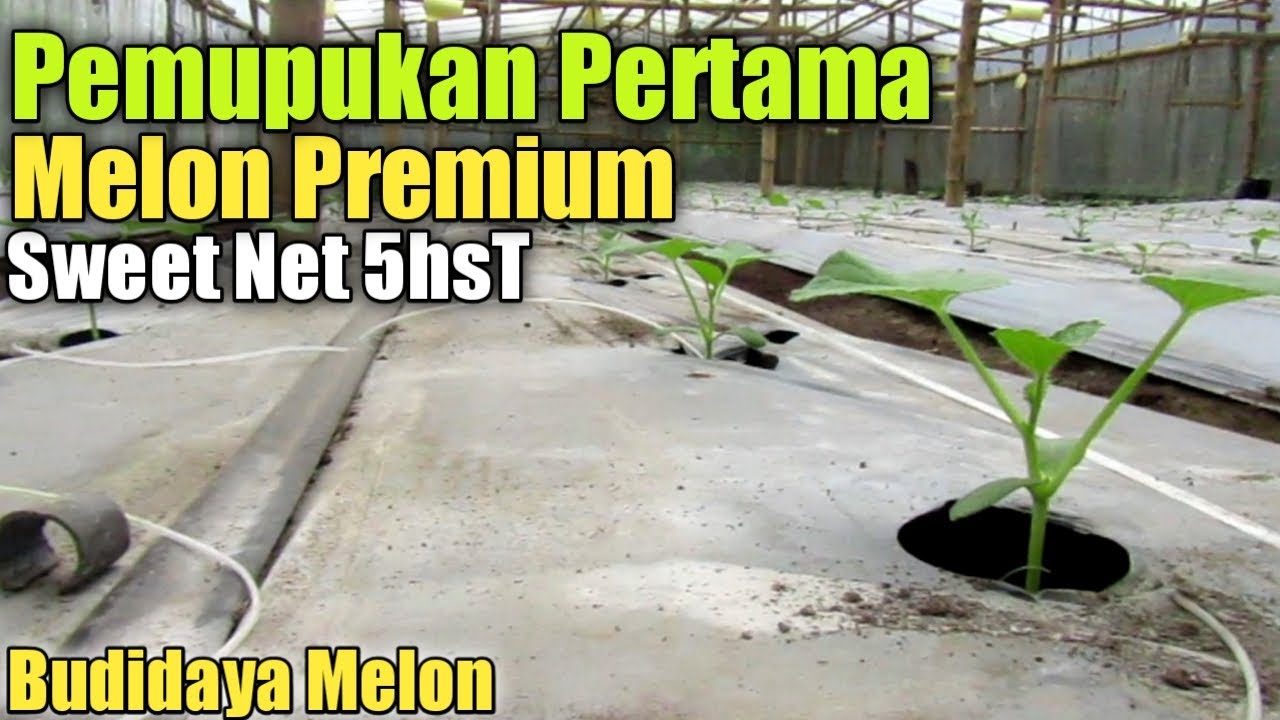 Cara Pemupukan Melon Premium Sweet Net - YouTube